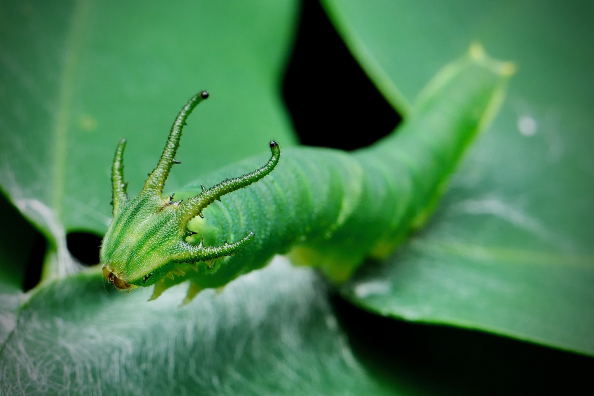 LFI | Stories | Macro photography: The world in all its detail